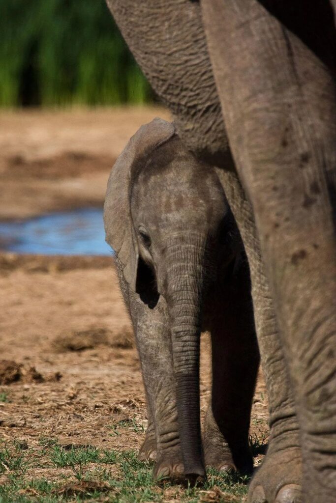 #1 Grey Giants Tour • German Guide